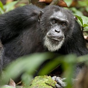 Disneynature Chimpanzee (2012) - Rotten Tomatoes
