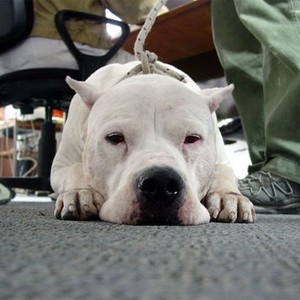 El perro - Rotten Tomatoes