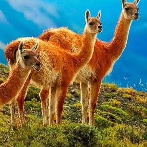 Wild Chile - Rotten Tomatoes