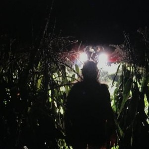 Fawn - Rotten Tomatoes