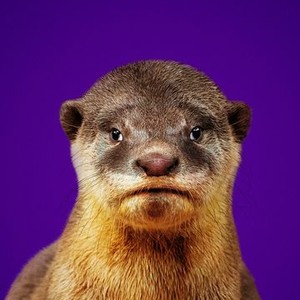 Otter Dynasty: Season 1, Episode 2 - Rotten Tomatoes