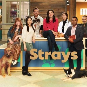 Strays - Rotten Tomatoes