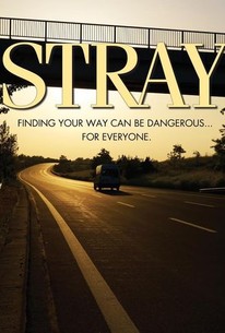 Stray | Reviews | Rotten Tomatoes