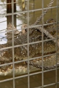 Wild Croc Territory: Season 1, Episode 8 | Rotten Tomatoes