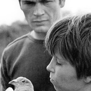 Medium Cool - Rotten Tomatoes