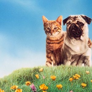 The Adventures of Chatran - Rotten Tomatoes