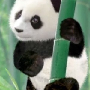 The Wonder Pets!: Season 1, Episode 10 - Rotten Tomatoes