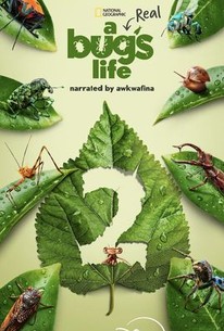 A Real Bug's Life | Rotten Tomatoes