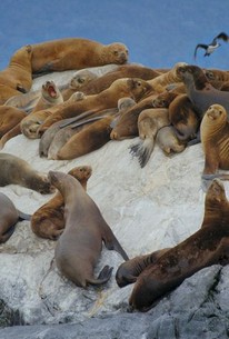 Patagonia: Life on the Edge of the World: Miniseries, Episode 2 ...