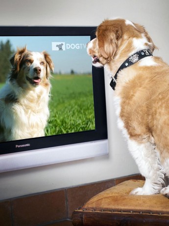 DogTV | Rotten Tomatoes