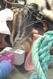 Scope: Season 3, Episode 145 | Rotten Tomatoes