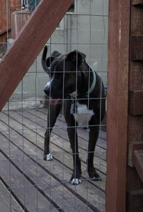 Dog: Impossible: Season 1, Episode 6 | Rotten Tomatoes