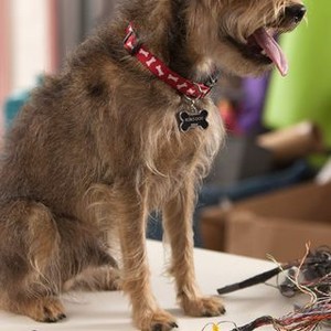 Robo-Dog - Rotten Tomatoes