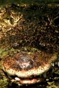 Swamp Brothers: Season 1, Episode 14 | Rotten Tomatoes