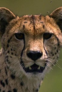 Great Migrations: Season 1, Episode 7 | Rotten Tomatoes