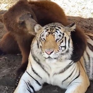 World's Funniest Animals: Season 3, Episode 12 - Rotten Tomatoes