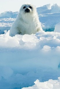 Planet Earth: Frozen Planet II: Season 1, Episode 2 | Rotten Tomatoes