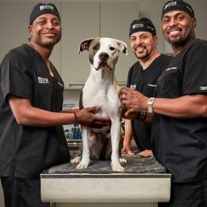 The Vet Life - Rotten Tomatoes