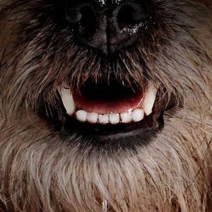 Strays - Rotten Tomatoes