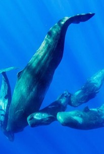 Chasing Ocean Giants: Season 1, Episode 1 | Rotten Tomatoes