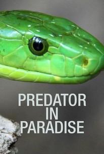 Predator in Paradise | Rotten Tomatoes