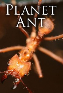 Planet Ant | Rotten Tomatoes
