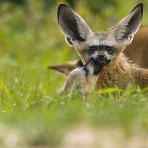 Animal - Rotten Tomatoes