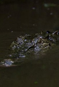 Man v. Animal: Season 1, Episode 10 | Rotten Tomatoes