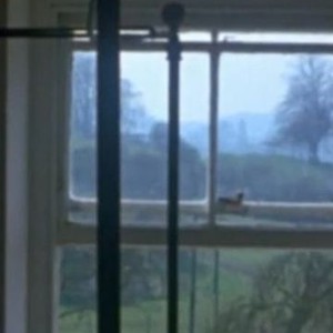 Windows - Rotten Tomatoes