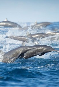 Our Planet: Season 1, Episode 6 | Rotten Tomatoes