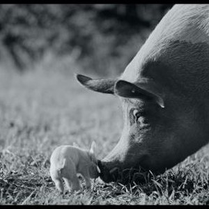 Gunda - Rotten Tomatoes