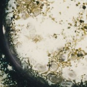 Masking Threshold - Rotten Tomatoes