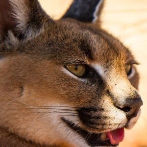 Speed Kills - Rotten Tomatoes