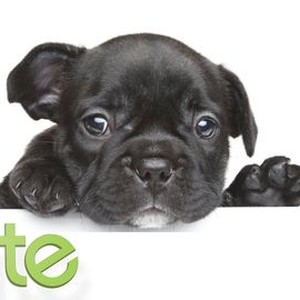 Too Cute! - Rotten Tomatoes