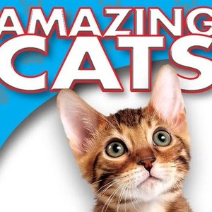 Amazing Cats - Rotten Tomatoes