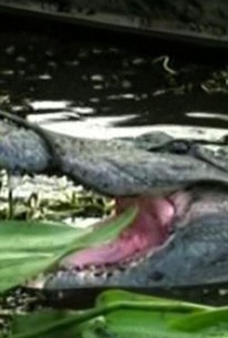 Swamp Brothers: Season 1, Episode 3 | Rotten Tomatoes