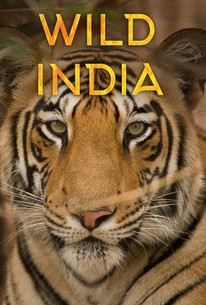 Wild India: Season 1 | Rotten Tomatoes
