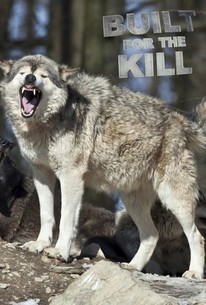 Built for the Kill: Season 5 | Rotten Tomatoes