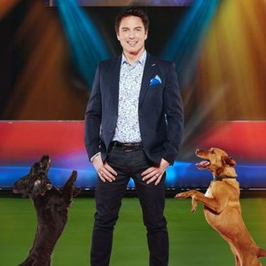 Superstar Dogs: Countdown to Crufts - Rotten Tomatoes
