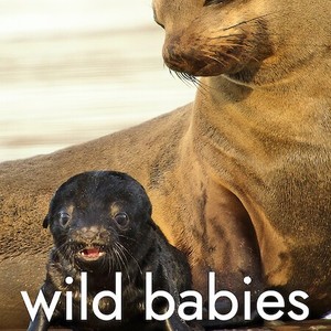 Wild Babies - Rotten Tomatoes