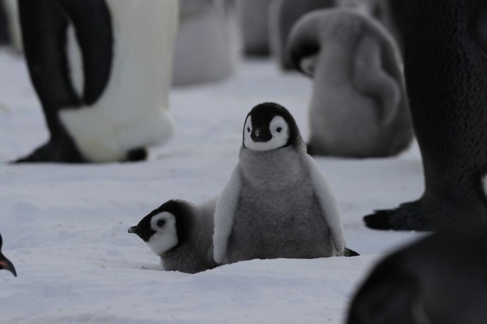 Secrets of the Penguins | Rotten Tomatoes