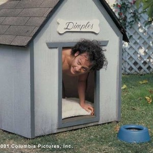 The Animal - Rotten Tomatoes