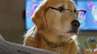 Cats & Dogs 3: Paws Unite! - Rotten Tomatoes