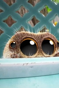 Lucas the Spider: Season 1, Episode 70 | Rotten Tomatoes