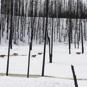 Redoubt - Rotten Tomatoes