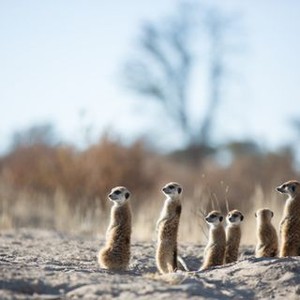 Hostile Planet - Rotten Tomatoes