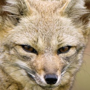 Wild Chile - Rotten Tomatoes