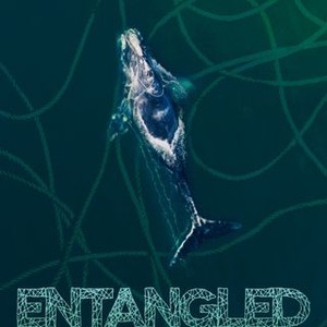 Entangled - Rotten Tomatoes