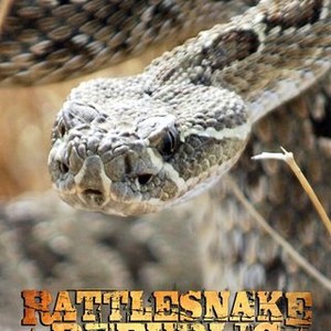 Rattlesnake Republic: Season 3, Episode 1 - Rotten Tomatoes
