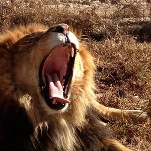 Lion Ark - Rotten Tomatoes